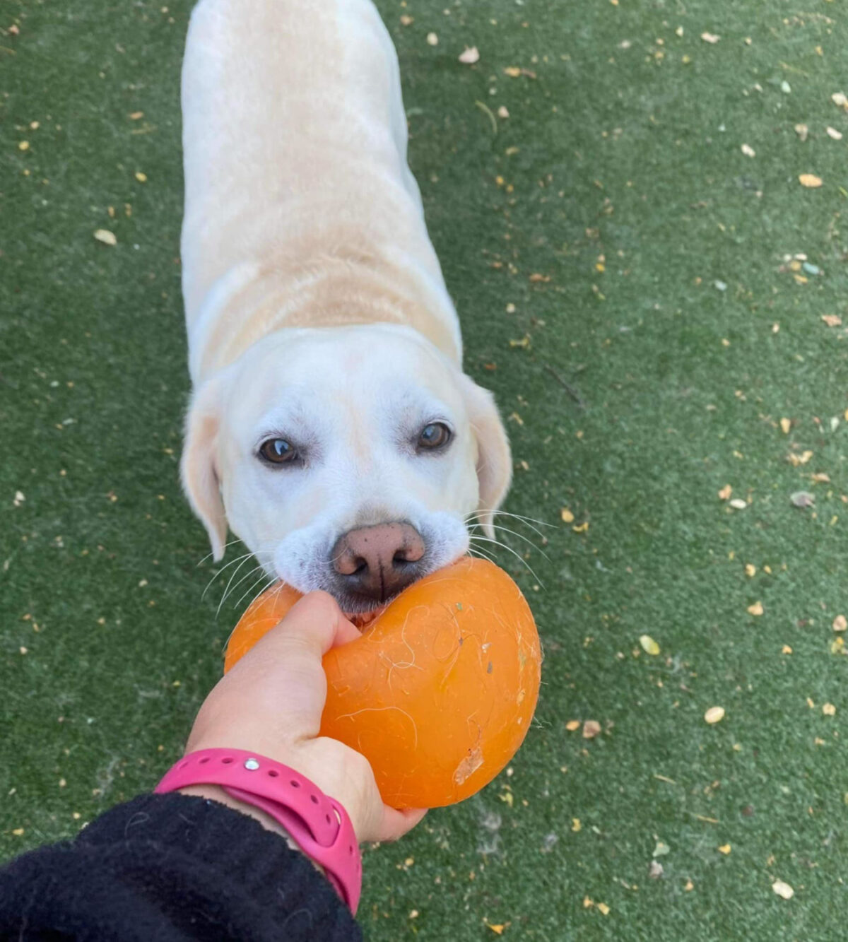 About | Metro Detroit MI | 4 Legged Friends